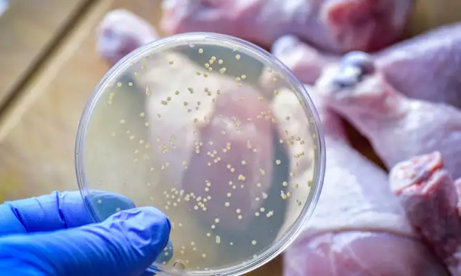 E.coli, λιστέρια, σαλμονέλα: Γιατί αυξάνονται κρούσματα και ανακλήσεις ...